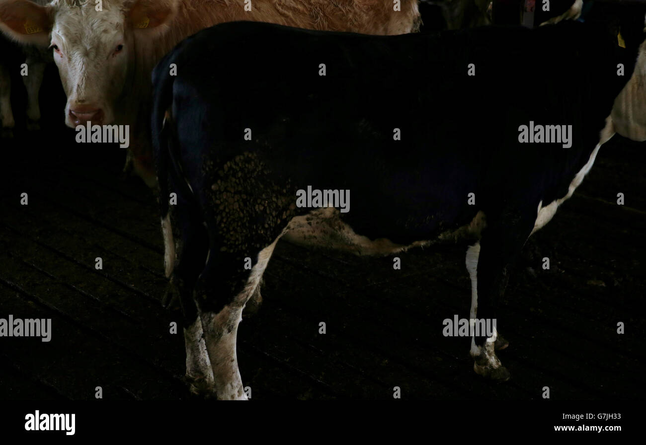 Continental beef cattle lyons farm hi-res stock photography and images ...