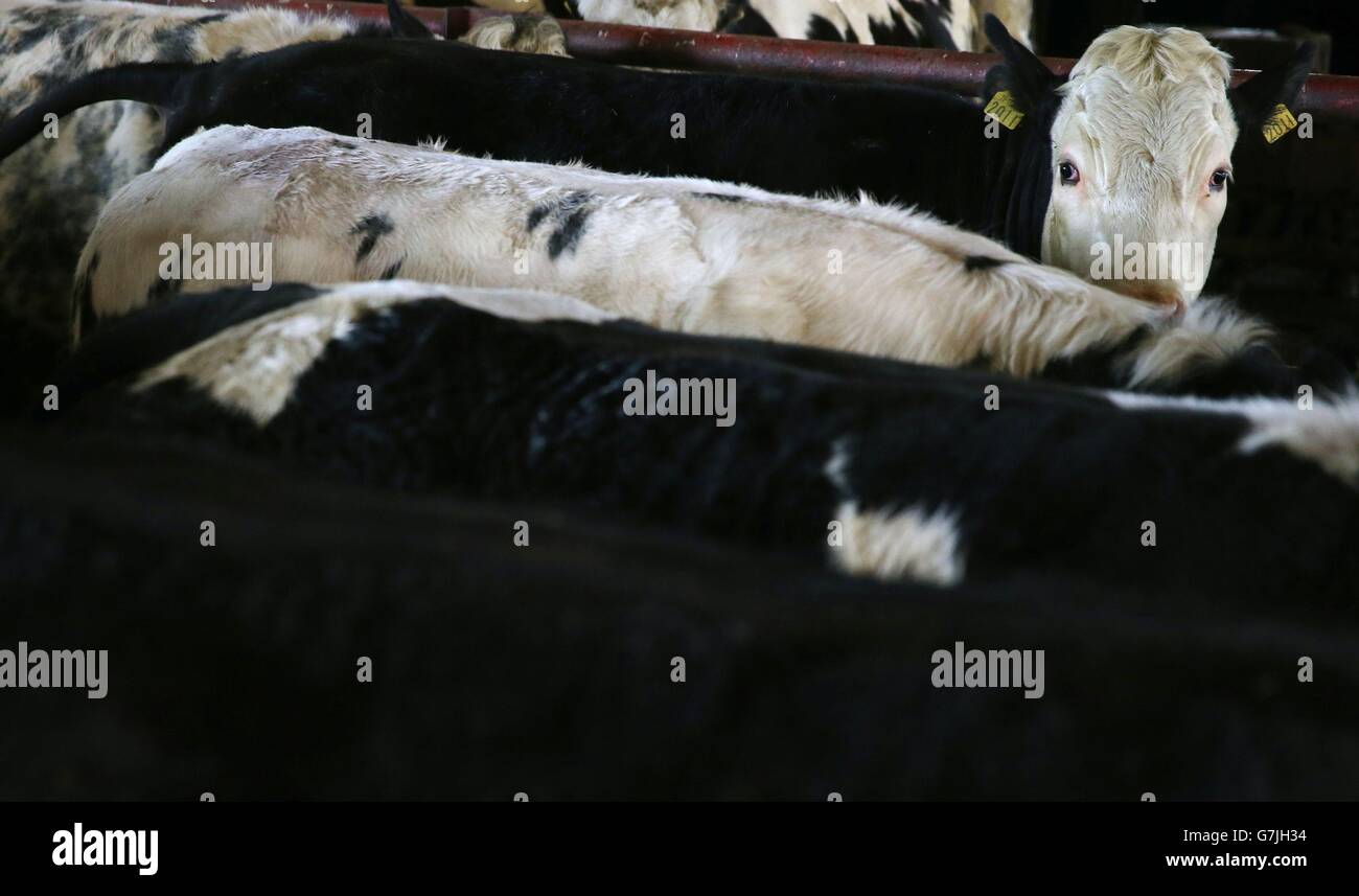 Continental cattle hi-res stock photography and images - Alamy