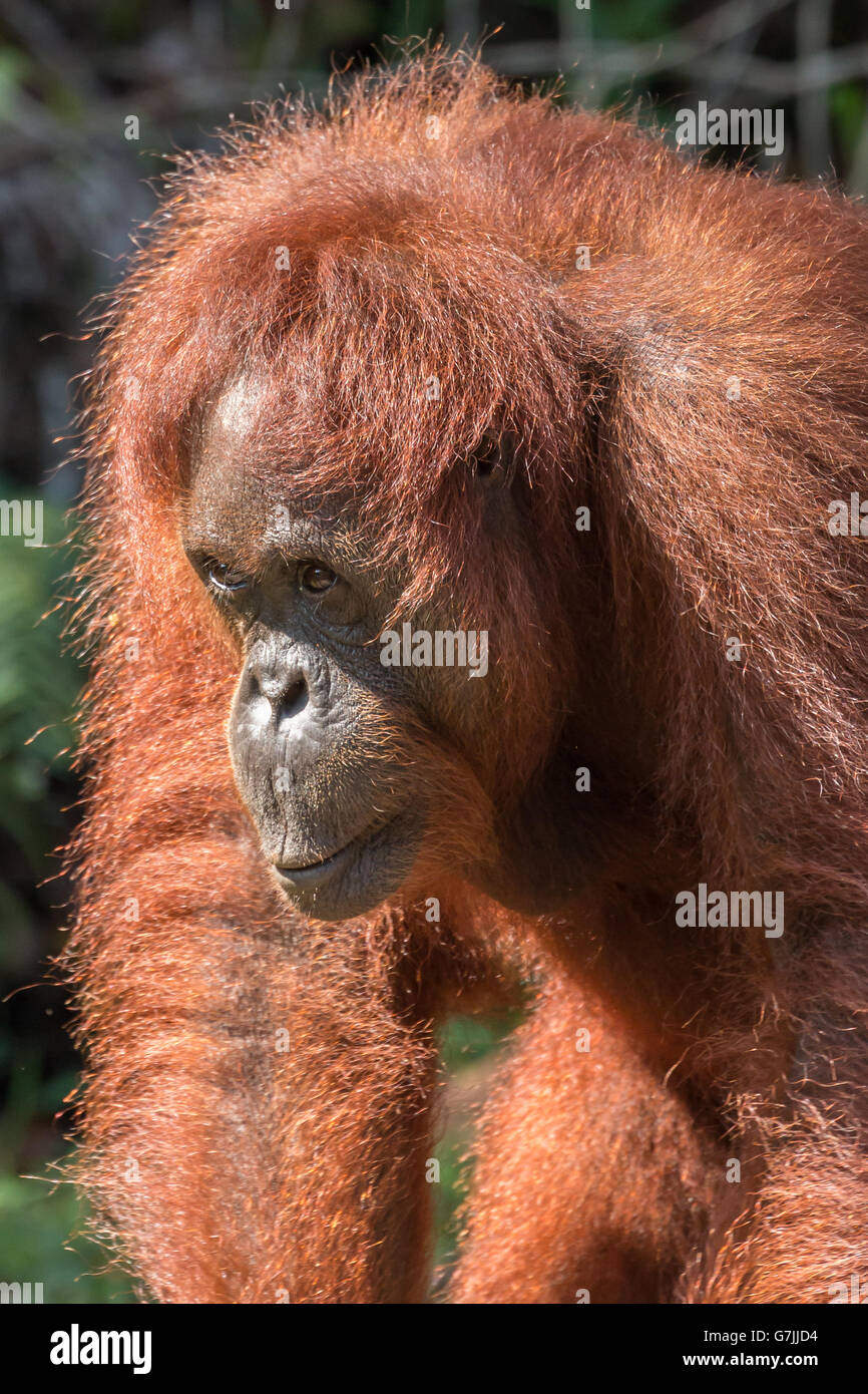 Bornean orangutan (Pongo pygmaeus), Semenggoh sanctuary, Borneo Stock ...