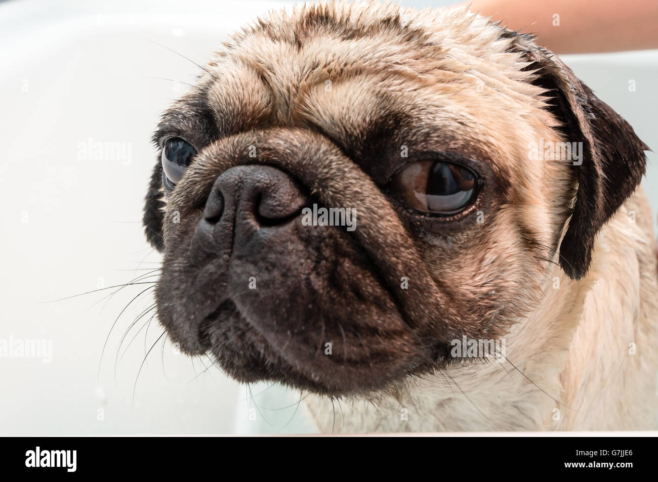 A pug dog getting washed in a bath tub Stock Photo - Alamy