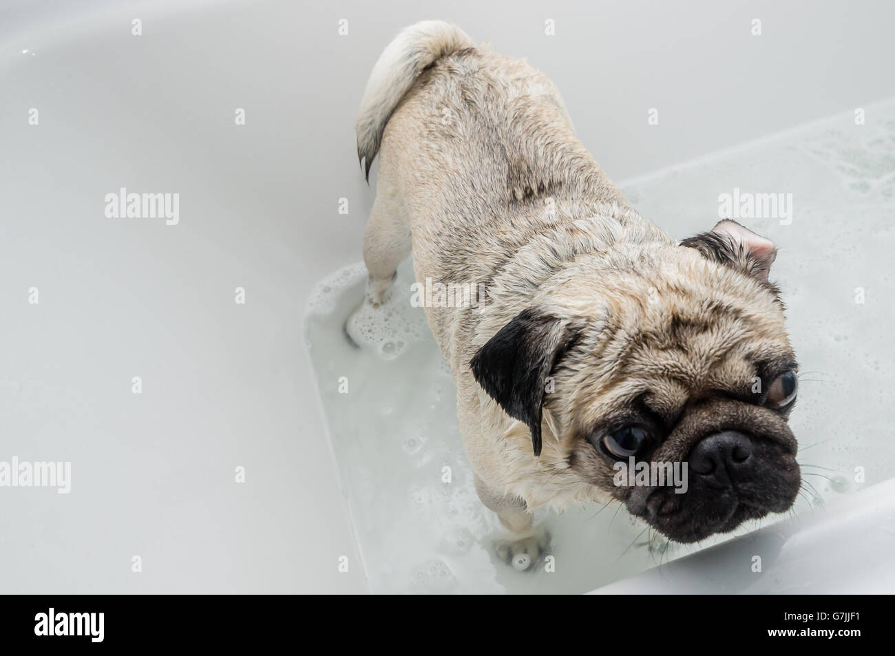Grooming Dog High Resolution Stock Photography and Images - Alamy