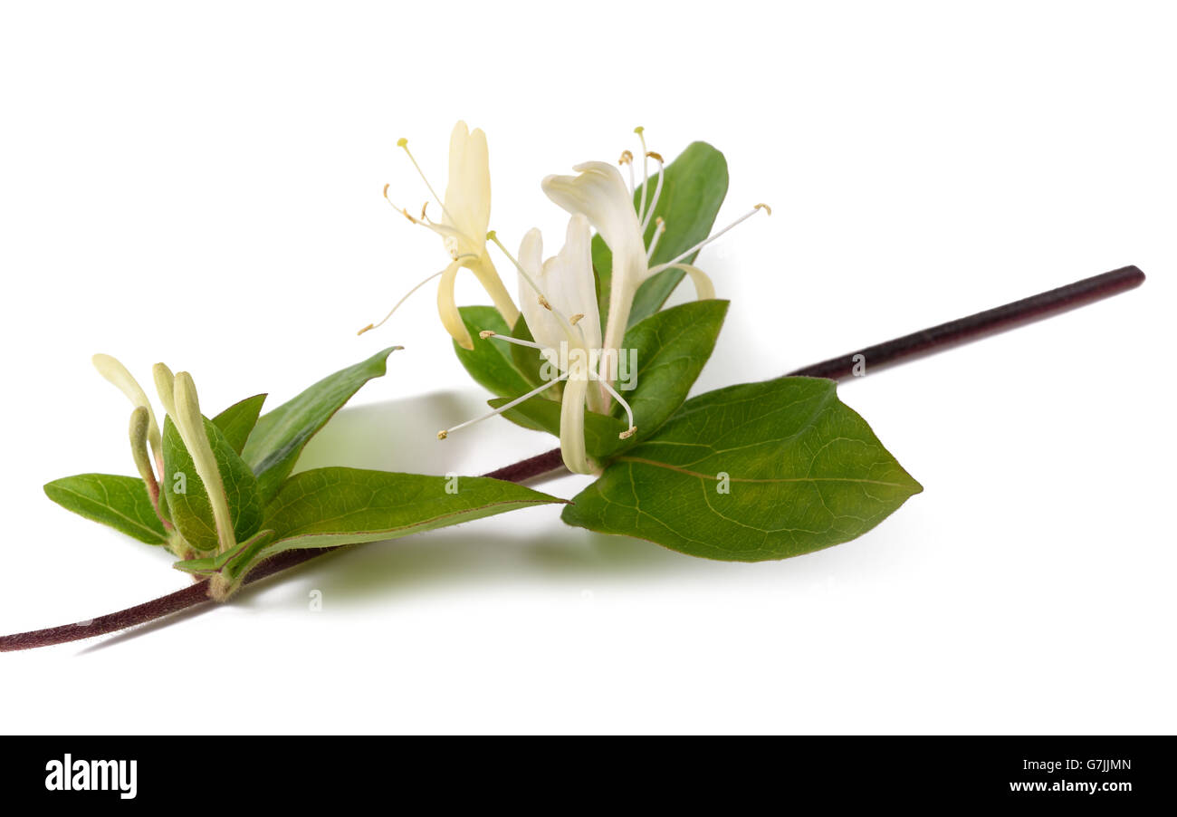 honeysuckle Sprig with flowers and leaves isolated on white background ...