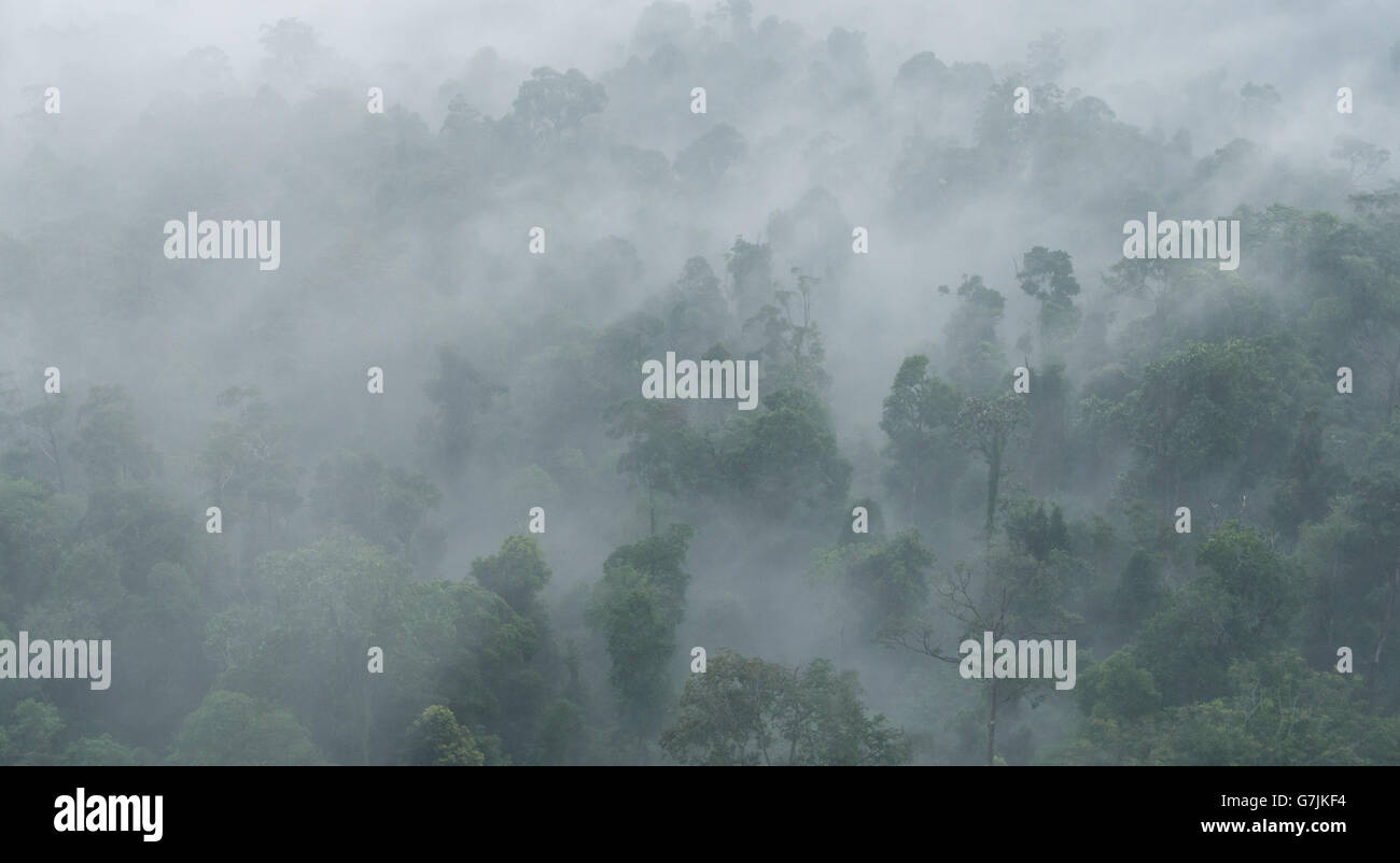 Aerial view of dense, cloud and mist covered jungle in Malaysia Stock ...