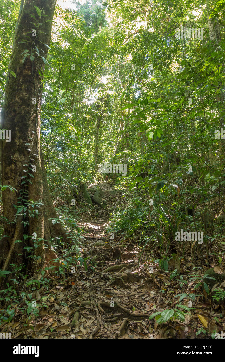 Hiking trail in Gunung Gading National Park in Sarawak, Borneo ...