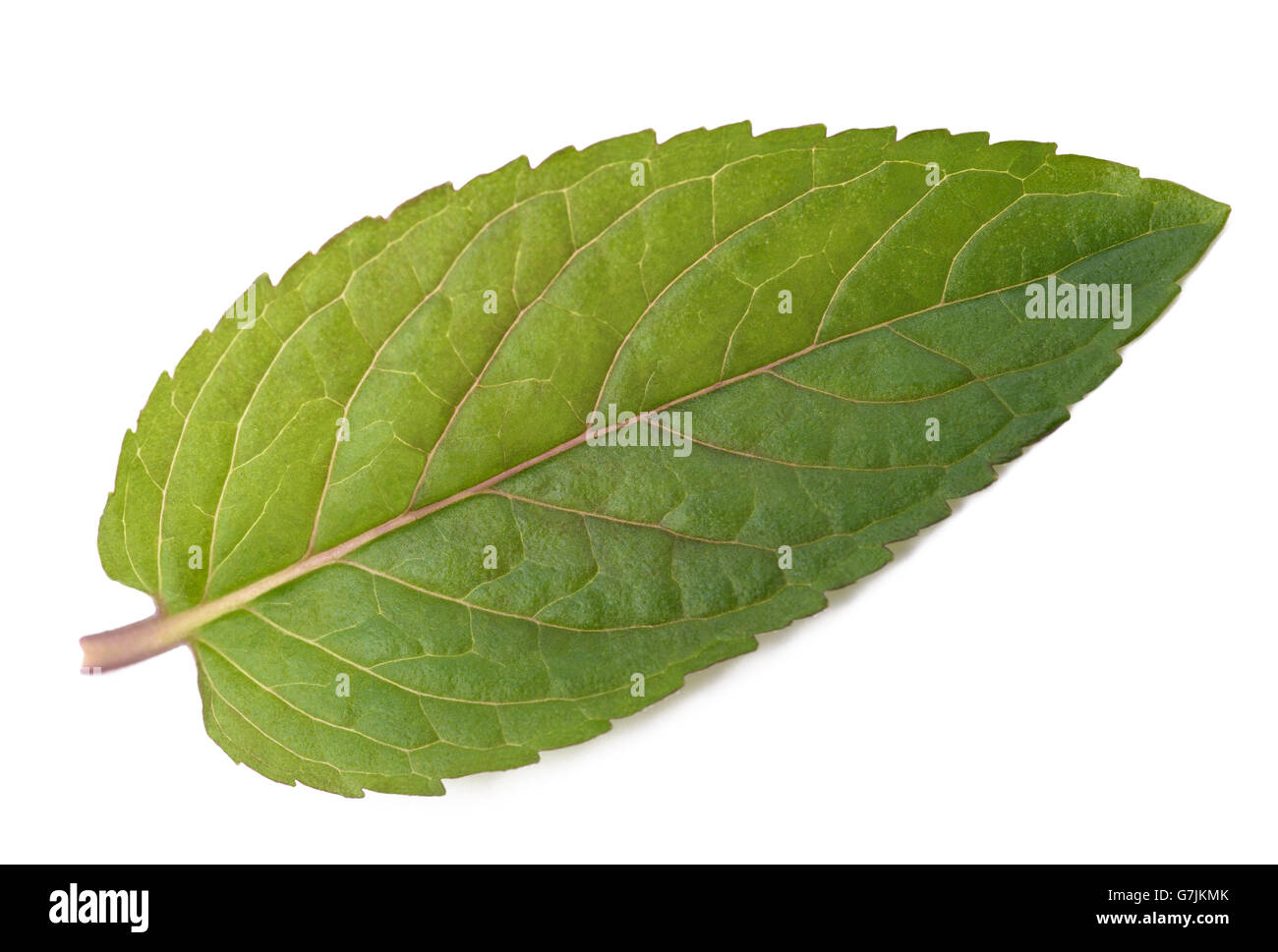 Fresh mint leaf isolated on white background Stock Photo - Alamy