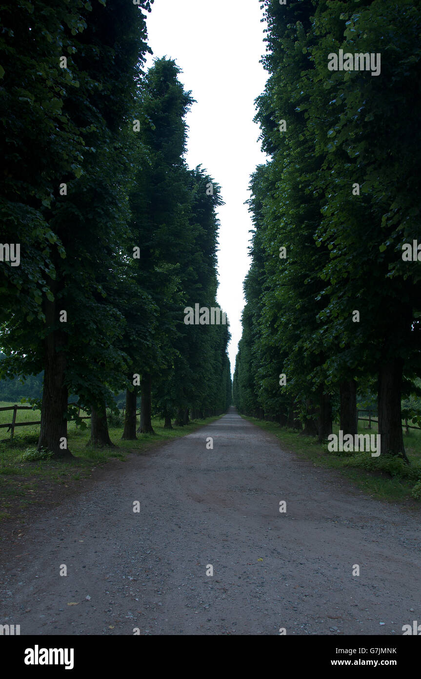 The most beautiful tree hi-res stock photography and images - Alamy