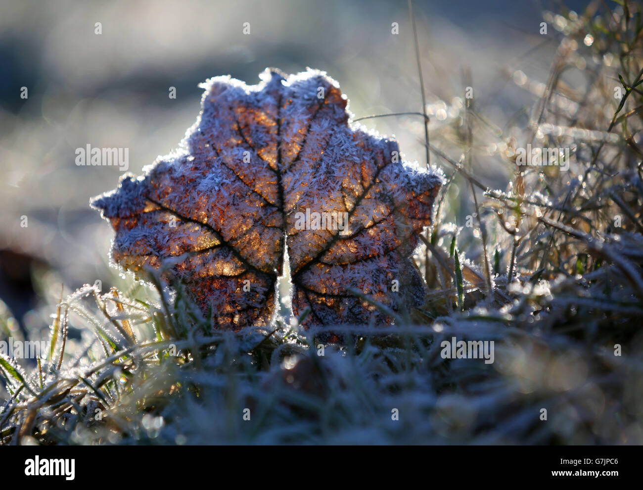Heavy frost covers a leaf in the Scottish Borders as temperatures drop ...