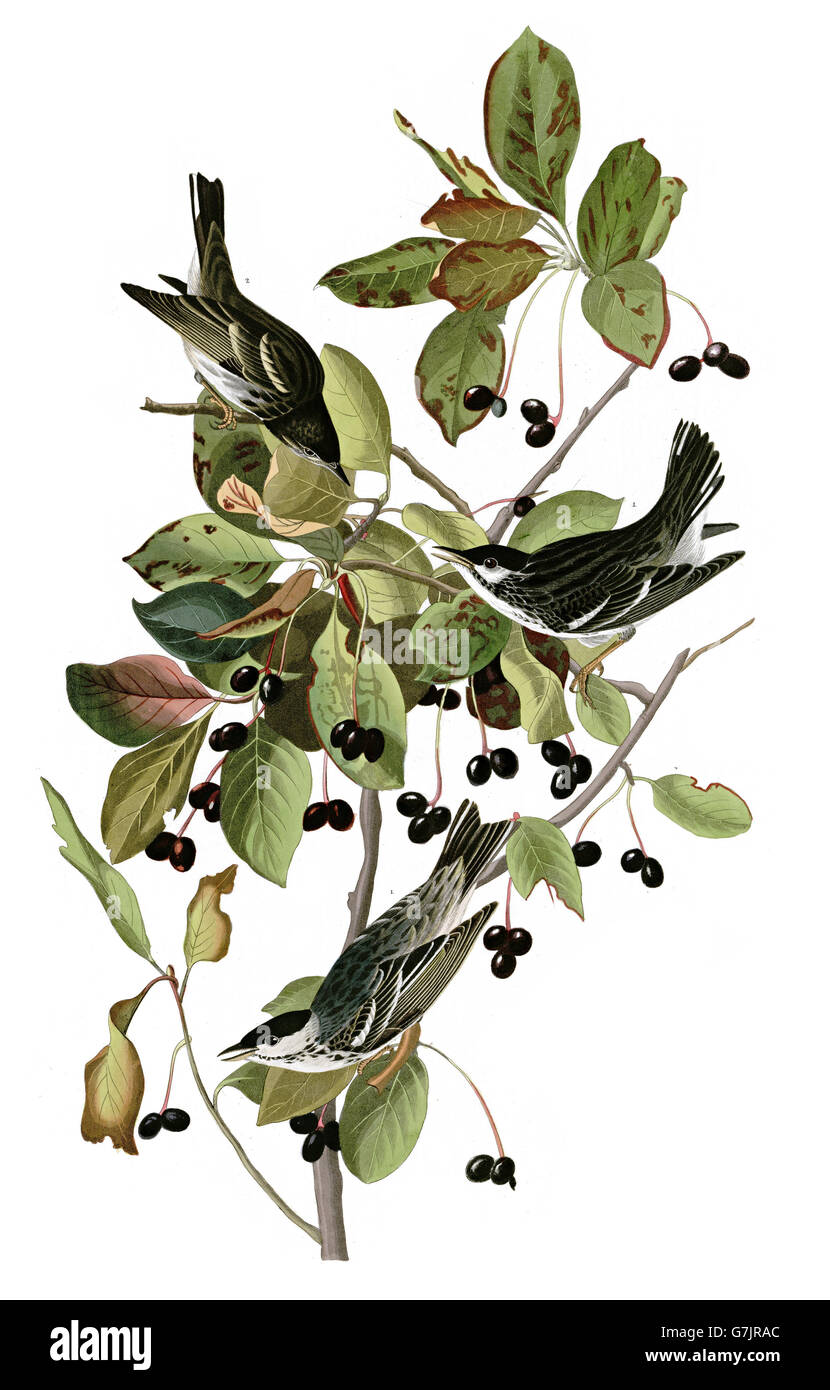 Scientific name dendroica striata hi-res stock photography and images ...