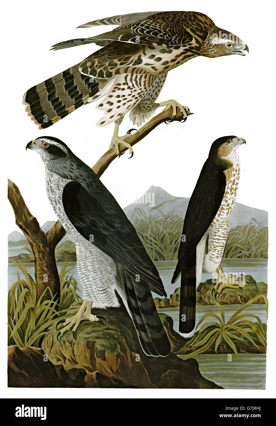 Cooper birds hi-res stock photography and images - Alamy