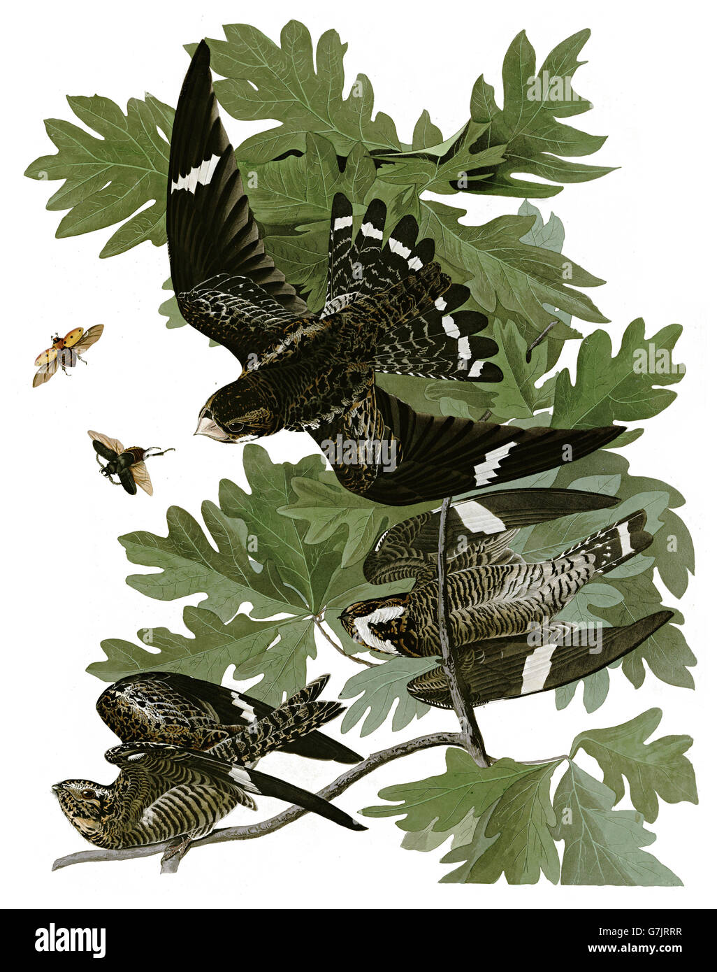 common Nighthawk, Chordeilus minor, birds, 1827 - 1838 Stock Photo - Alamy
