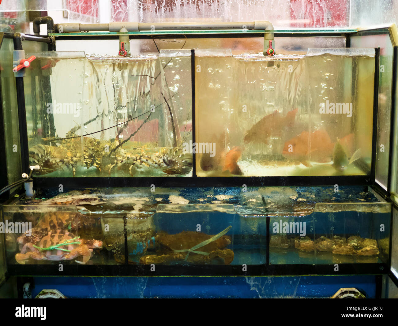 Chinese restaurant fish tank hi-res stock photography and images - Alamy