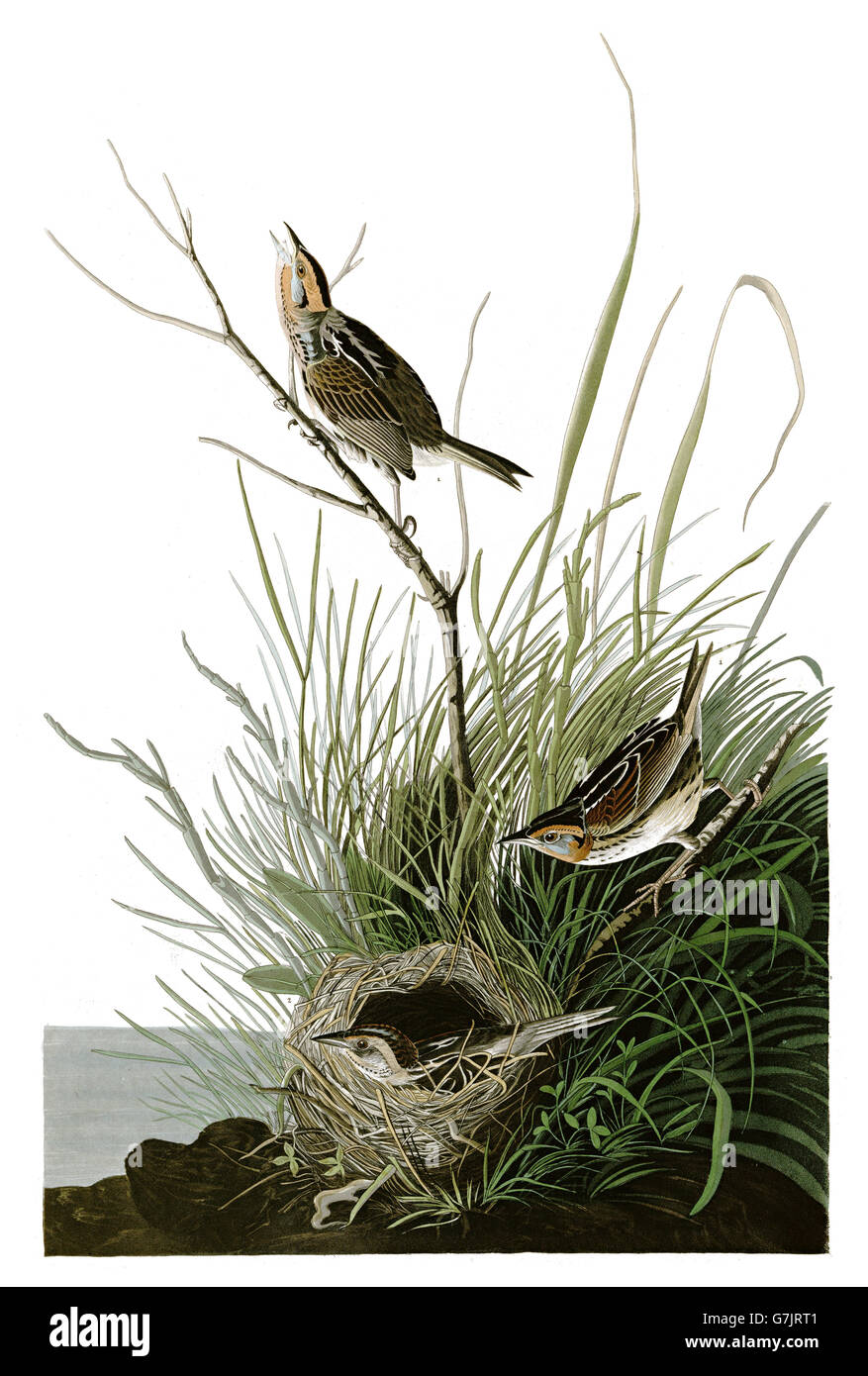 Pointed tail Cut Out Stock Images & Pictures - Alamy