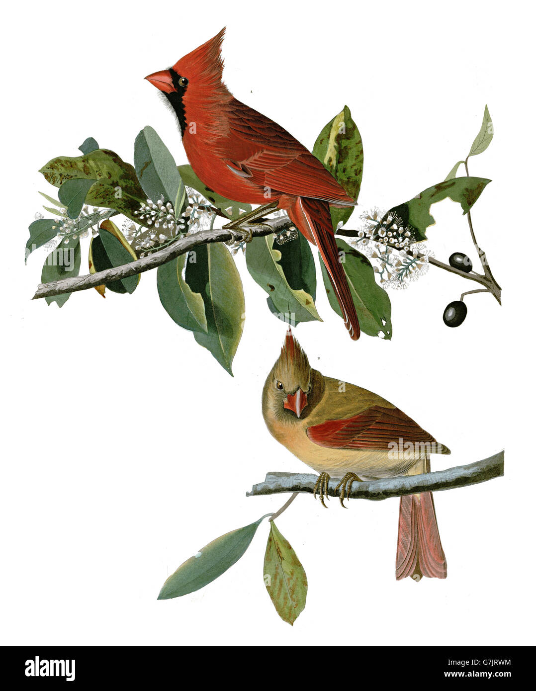 Cardinalidae genus hi-res stock photography and images - Alamy