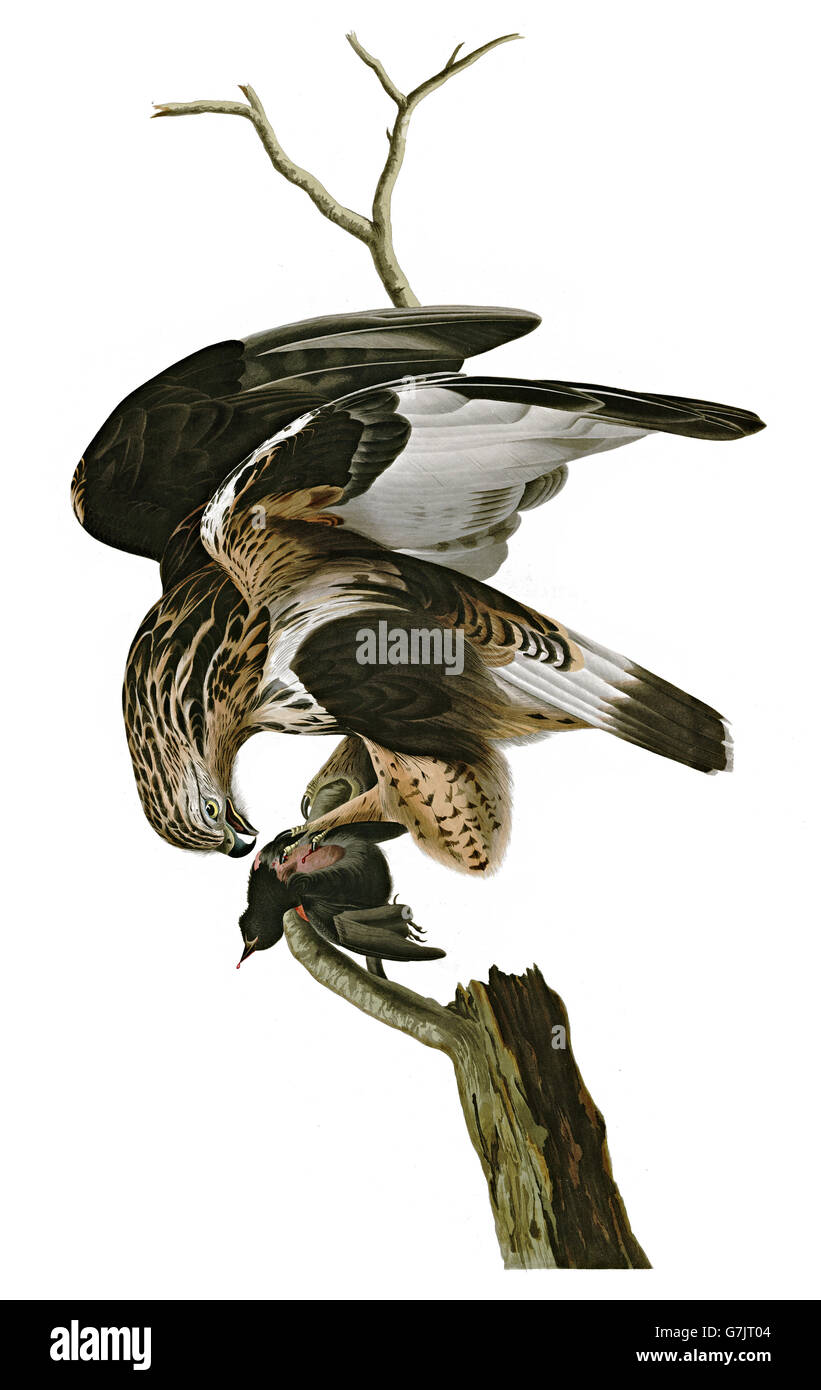 Accipitridae family of birds hi-res stock photography and images - Alamy