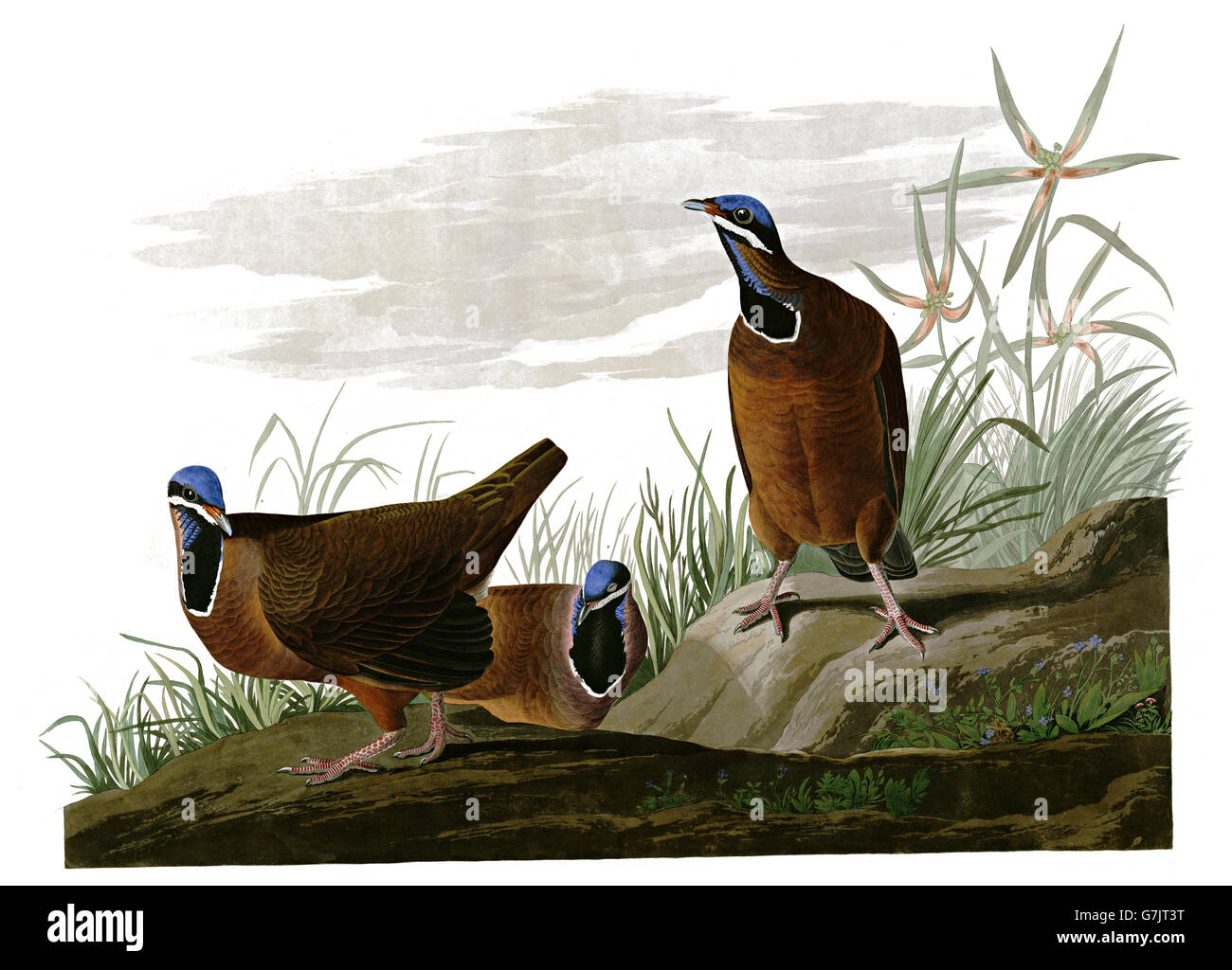 Colombe bleue hi-res stock photography and images - Alamy