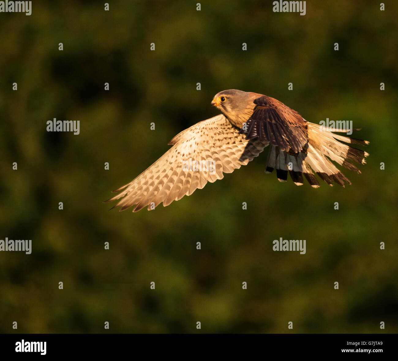 Wild male Kestrel (Falco tinnunculus) in golden sunset light ...