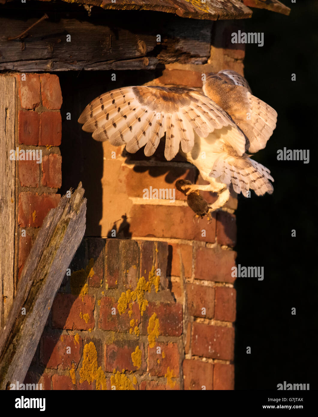 A wild Barn Owl Tyto Alba flying into it's nest with a vole for it's ...