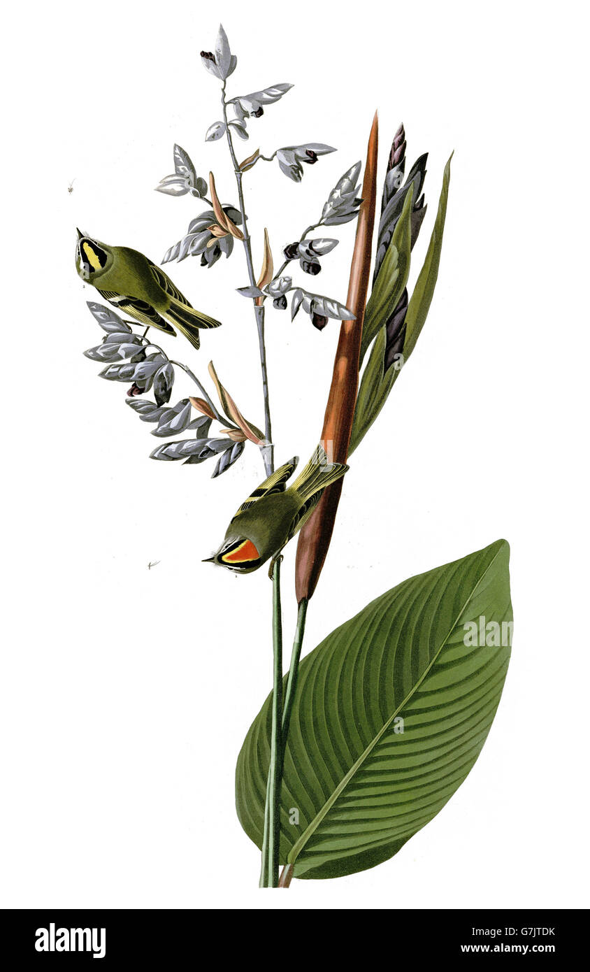 1823 m Cut Out Stock Images & Pictures - Alamy