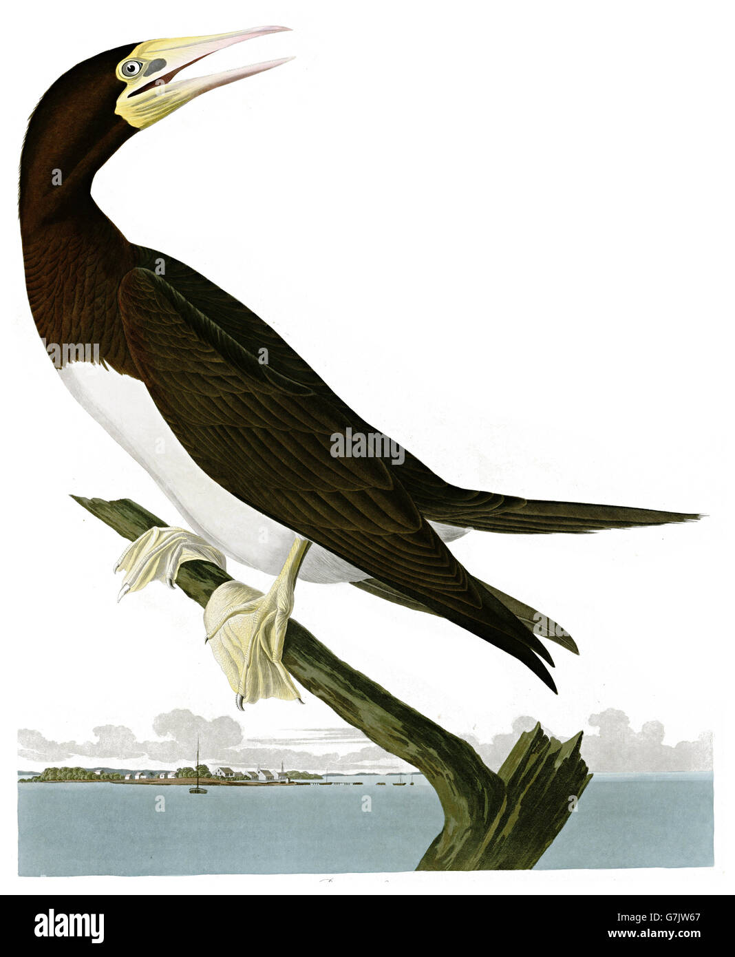 Scientific name sula leucogaster hi-res stock photography and images ...