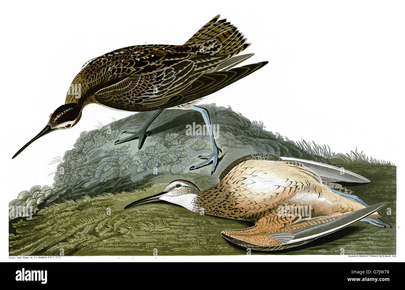 Esquimo Curlew, Numenius borealis, birds, 1827 - 1838 Stock Photo - Alamy