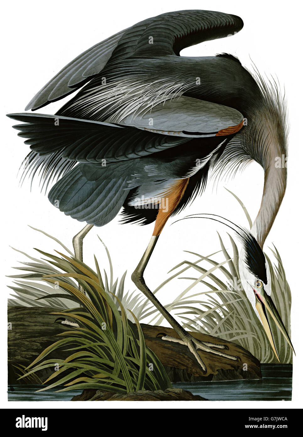 Great Blue Heron, Ardea herodias, birds, 1827 - 1838 Stock Photo - Alamy