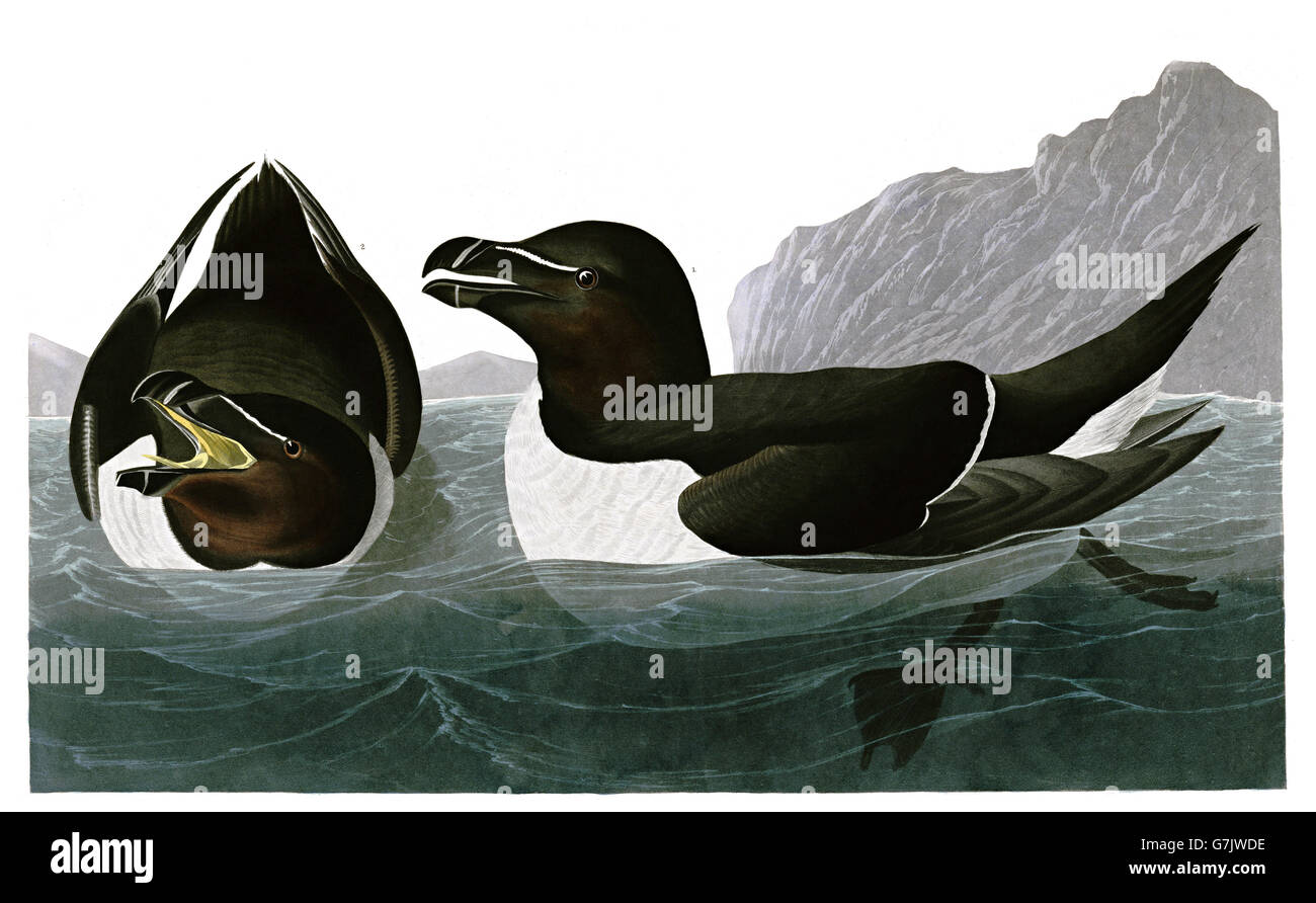 Razorbill, Alca torda, birds, 1827 - 1838 Stock Photo - Alamy