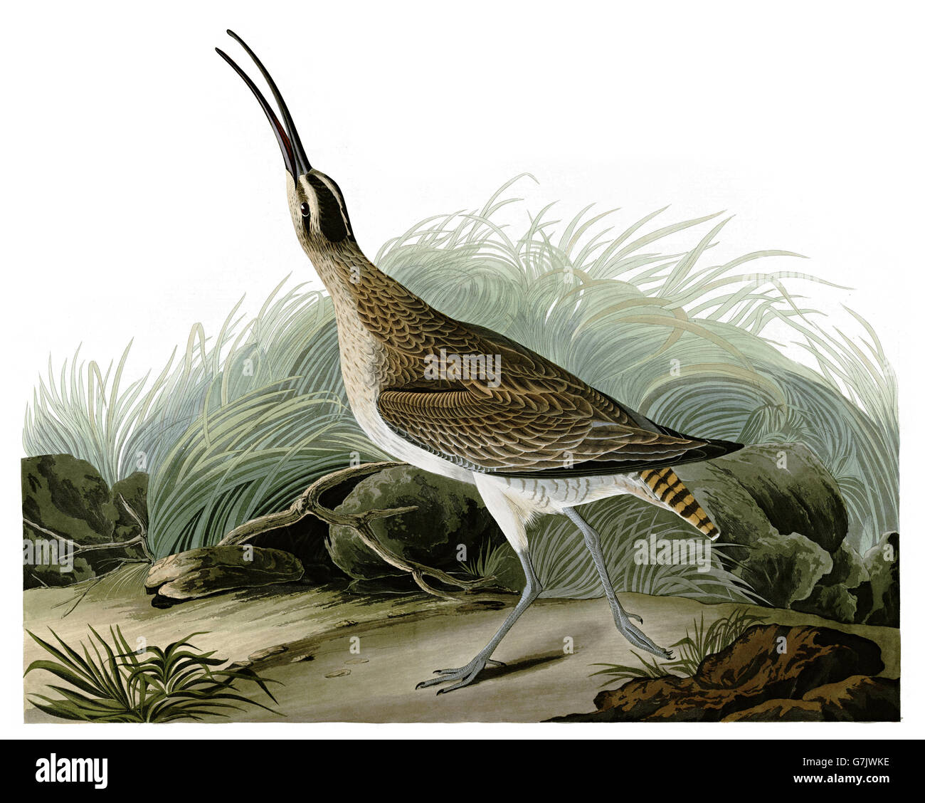 Whimbrel, Numenius phaeopus, birds, 1827 - 1838 Stock Photo - Alamy
