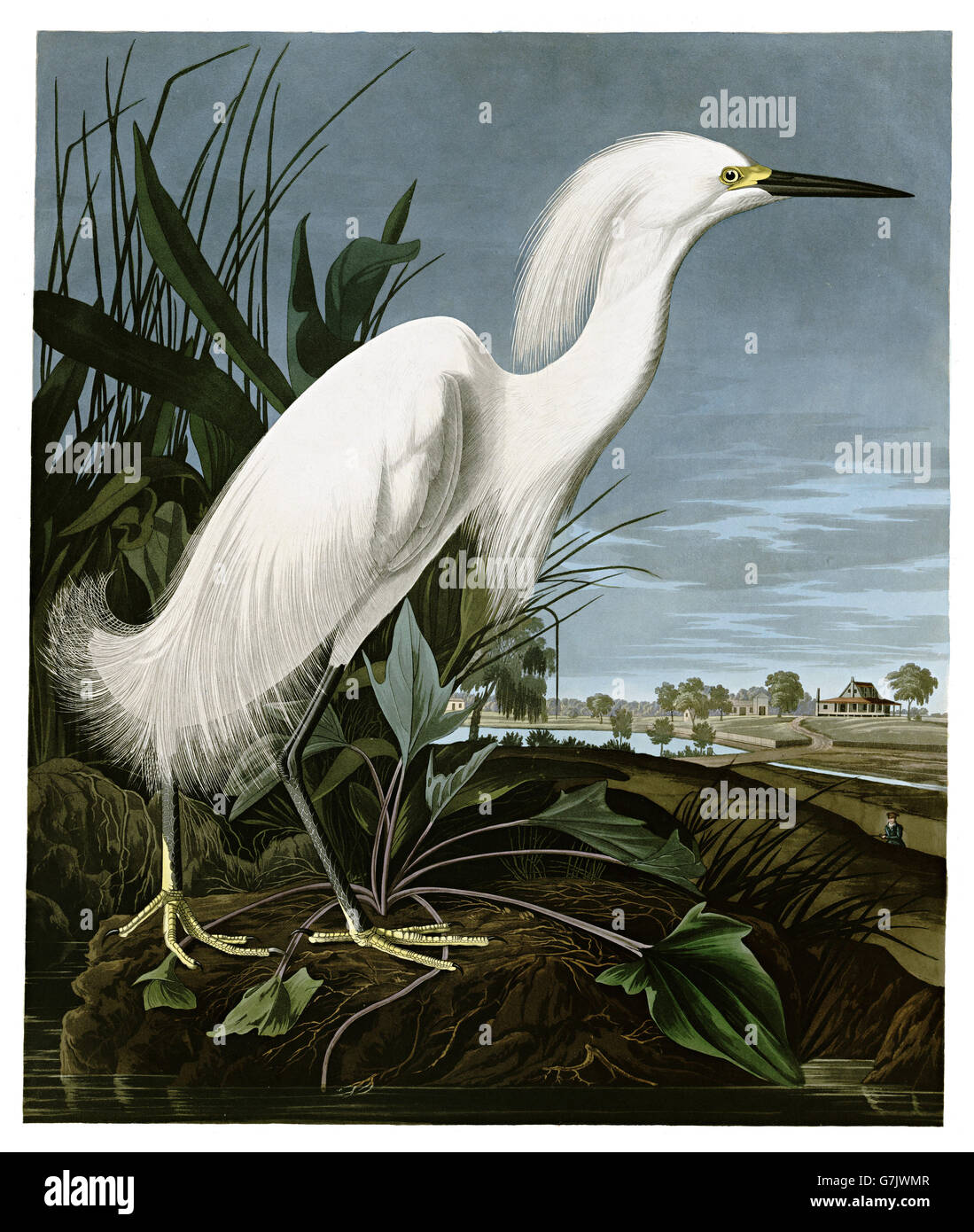 Ciconiiformes birds Cut Out Stock Images & Pictures - Alamy