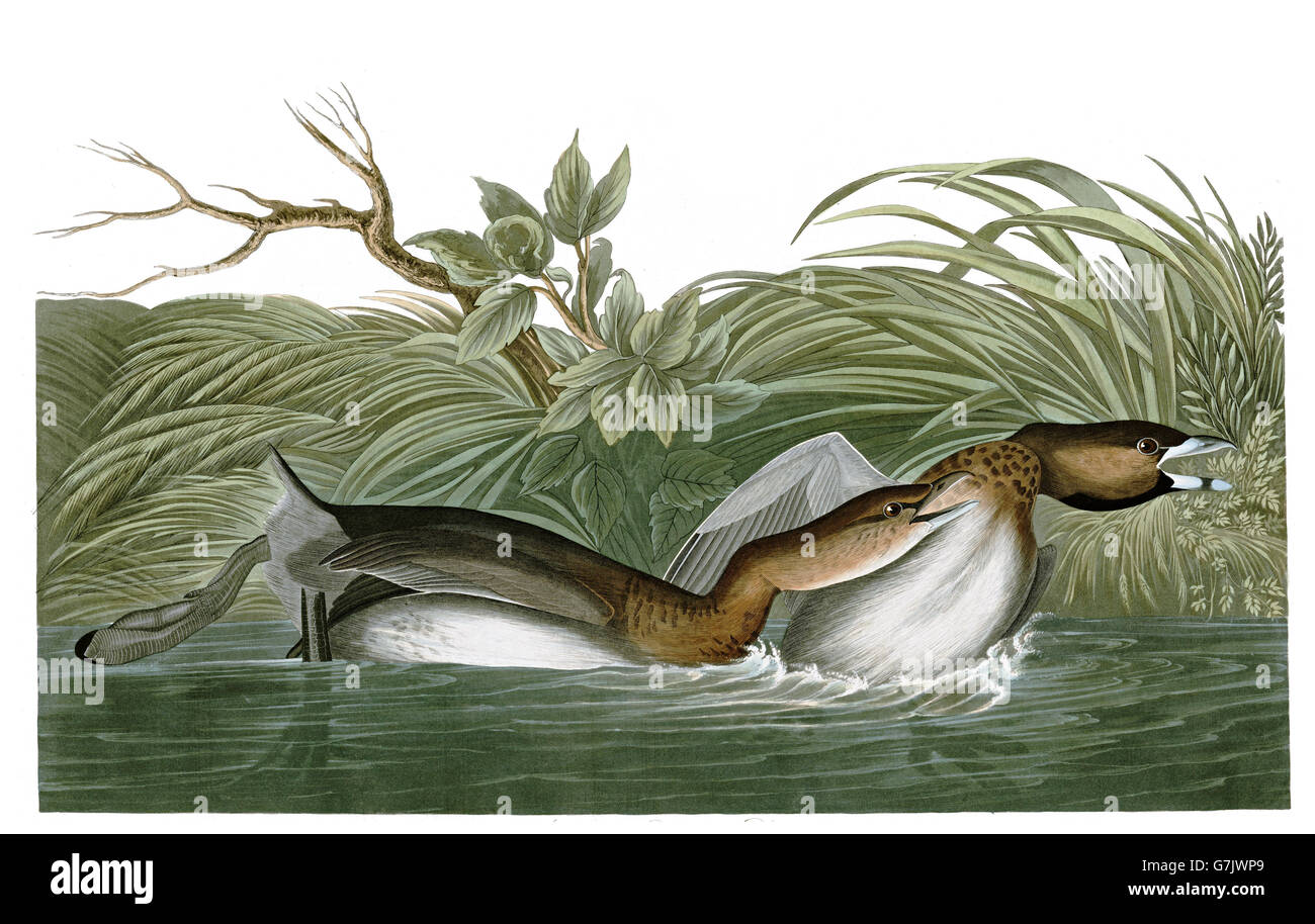 Pied-billed Grebe, Podilymbus podiceps, birds, 1827 - 1838 Stock Photo ...