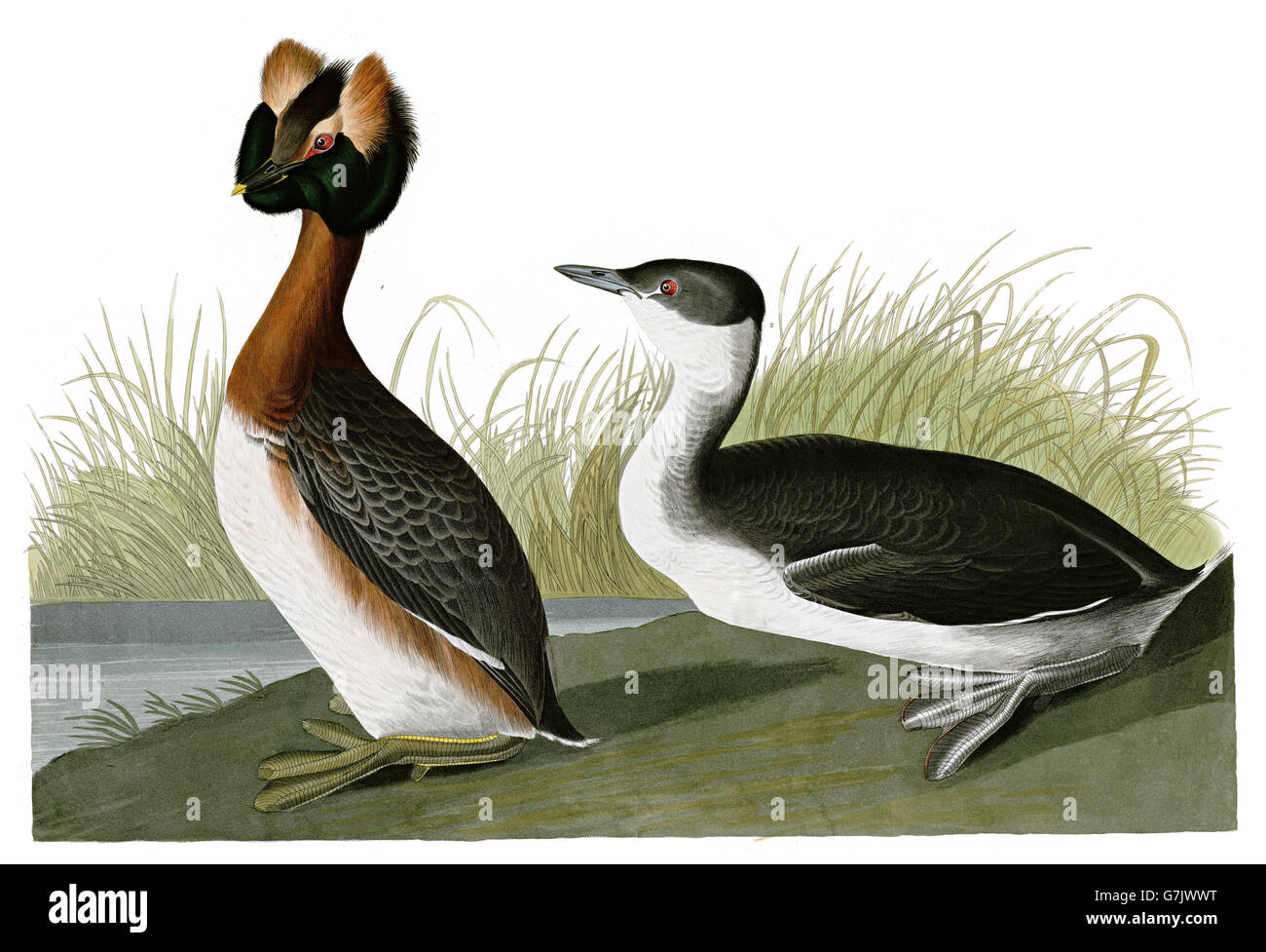 Horned Grebe, Podiceps auritus, birds, 1827 - 1838 Stock Photo - Alamy