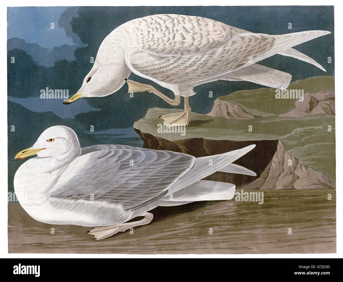 Iceland Gull, Larus glaucoides, birds, 1827 - 1838 Stock Photo - Alamy