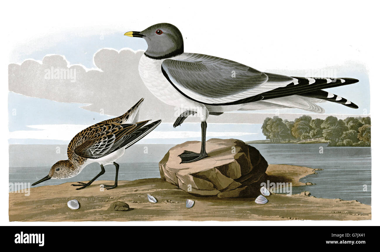 Sabini family hi-res stock photography and images - Alamy