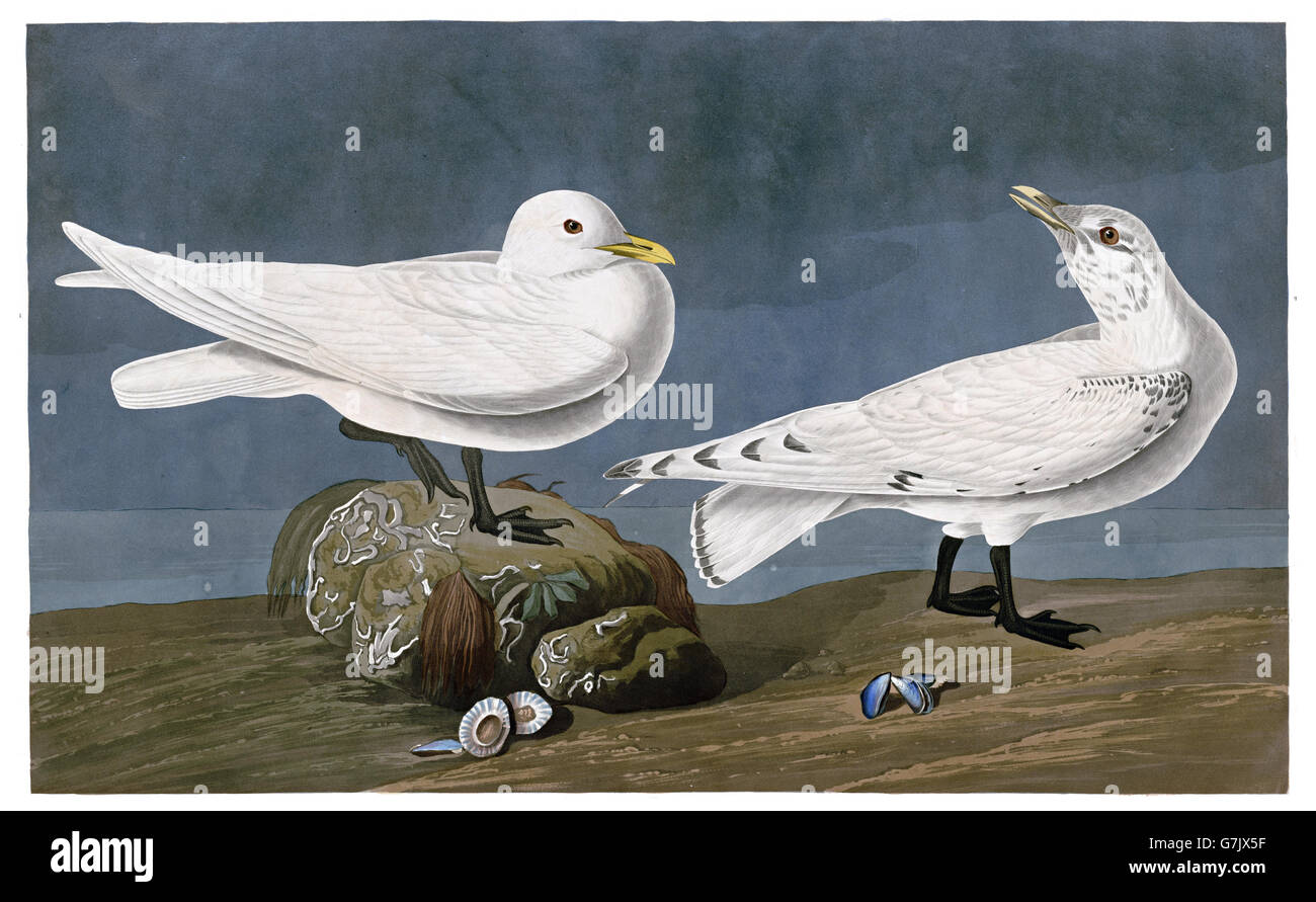 Ivory Gull, Pagophila eburnea, birds, 1827 - 1838 Stock Photo - Alamy