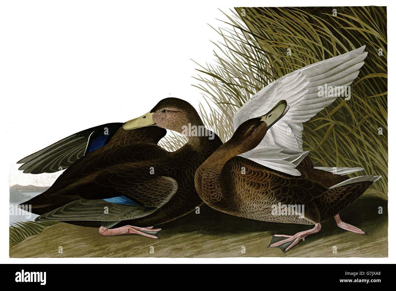 American Black Duck, Anas rubripes, birds, 1827 - 1838 Stock Photo - Alamy