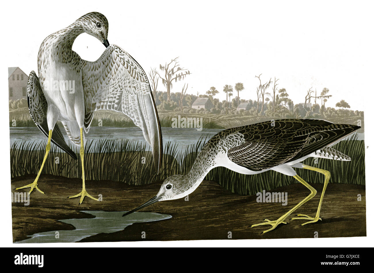 Scientific name tringa melanoleuca hi-res stock photography and images ...