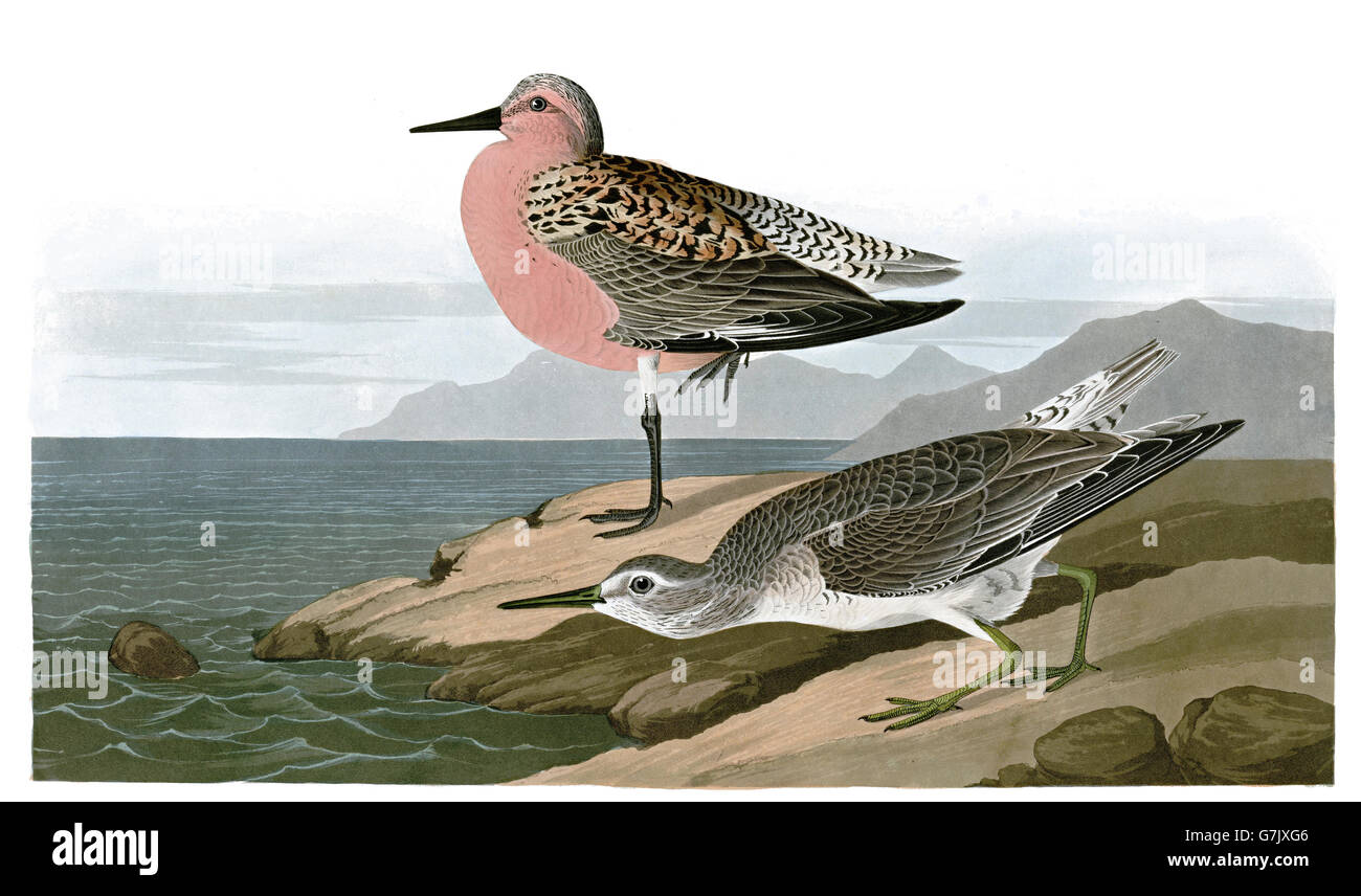 Red Knot, Calidris canutus, birds, 1827 - 1838 Stock Photo - Alamy