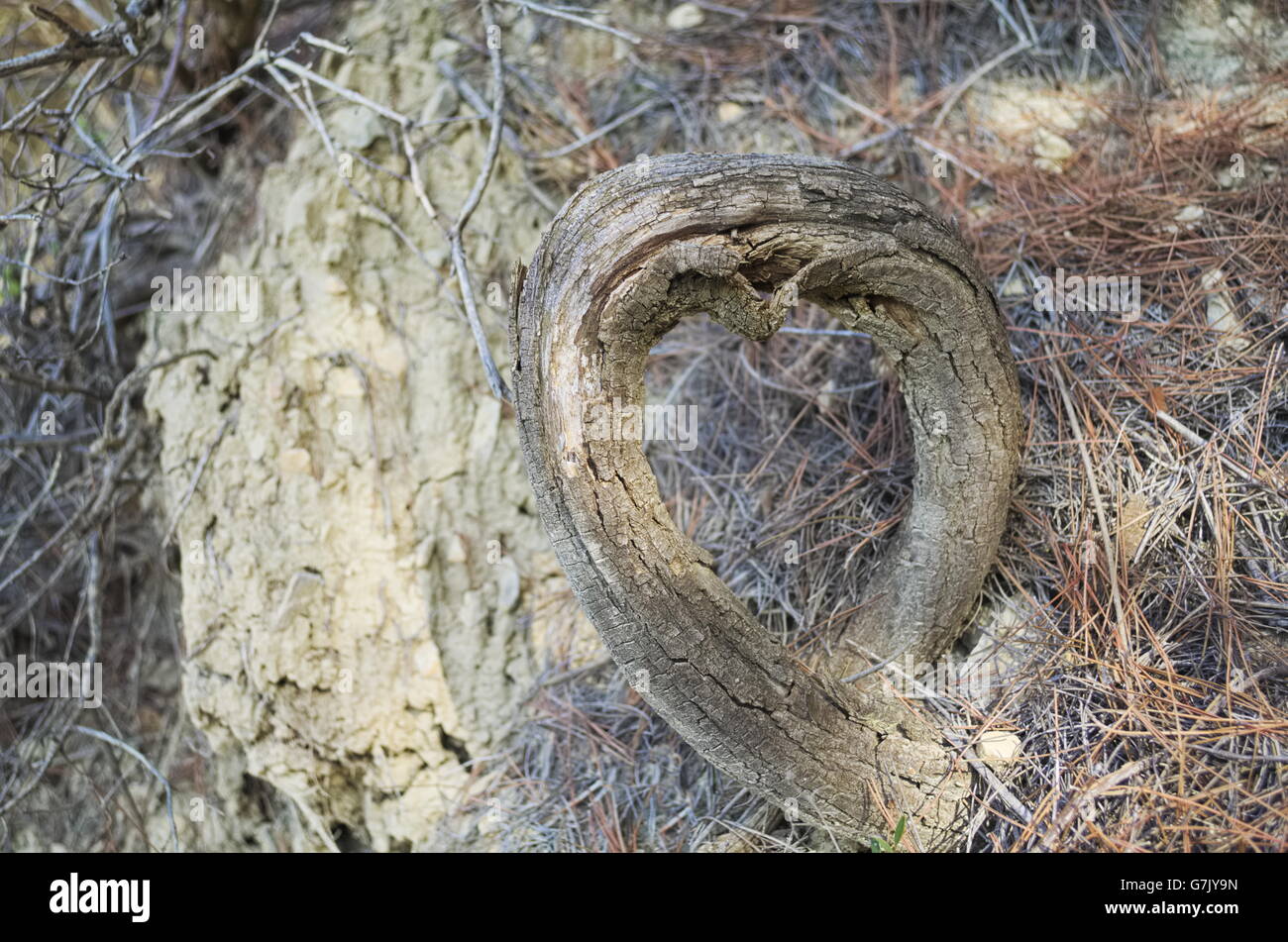 Rare pine tree hi-res stock photography and images - Alamy