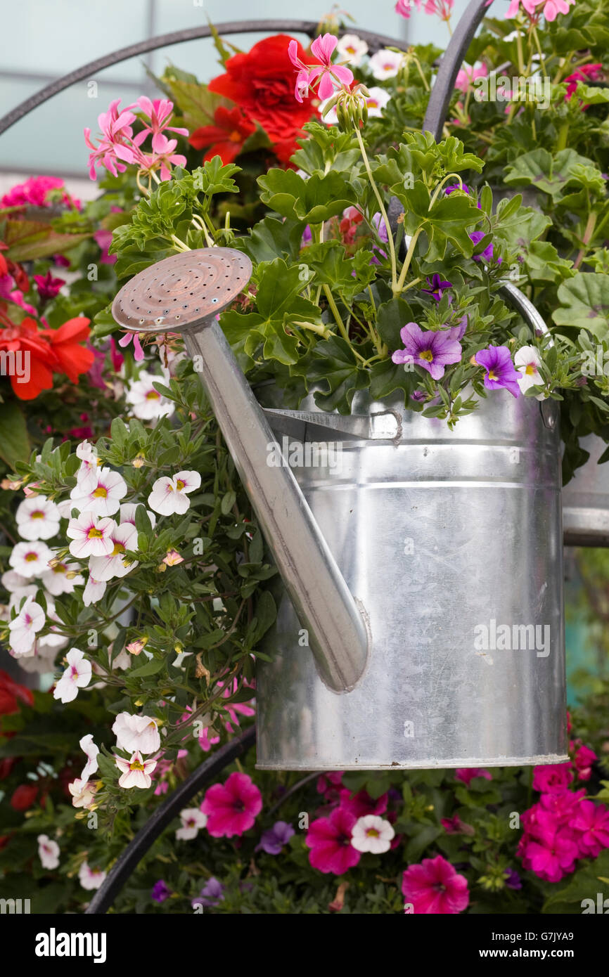 Aluminum watering can filled with an assortment of Blooming flowers ...