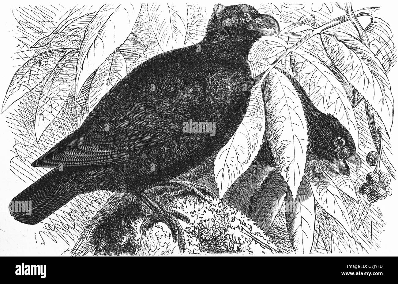 Tooth-billed pigeon, Didunculus strigirostris, manumea, illustration ...