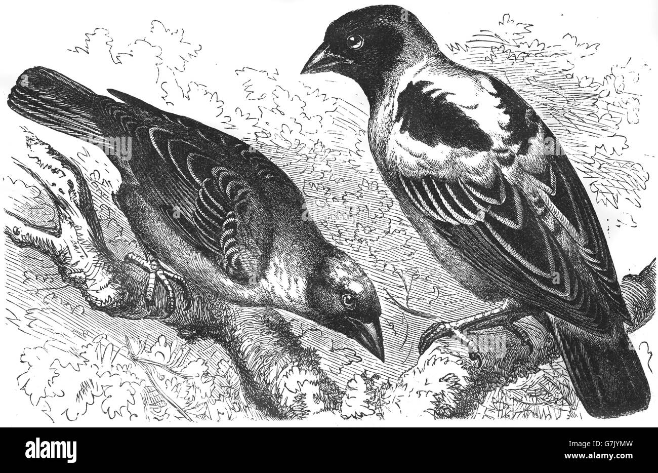 Ruppell's weaver, Ploceus galbula and village weaver, Ploceus ...