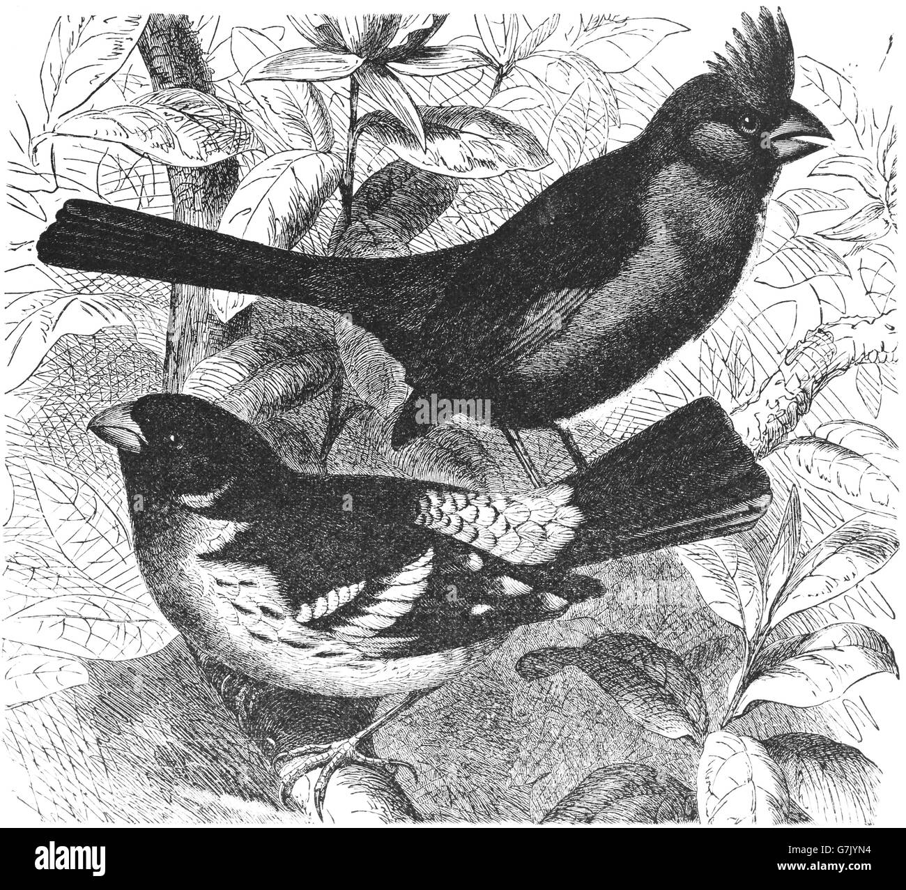 Cardinal bird Black and White Stock Photos & Images - Alamy