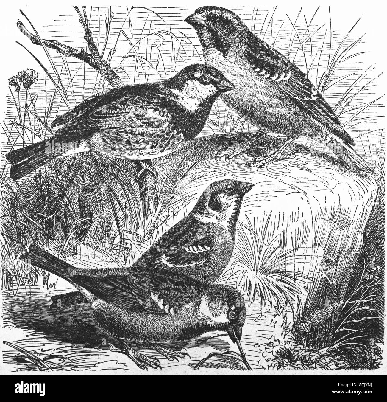 Passer montanus illustration hi-res stock photography and images - Alamy