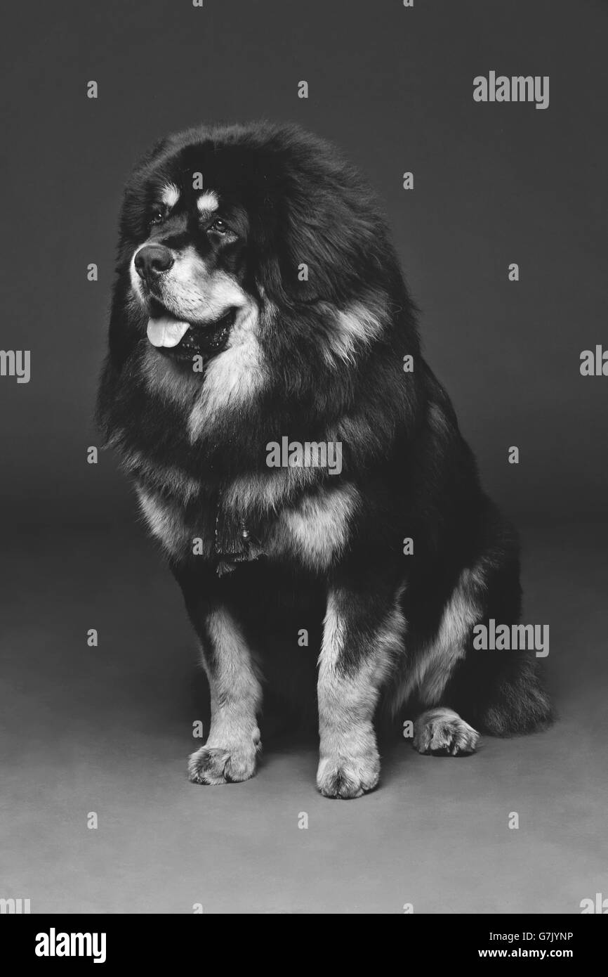 White Tibetan Mastiff Dog