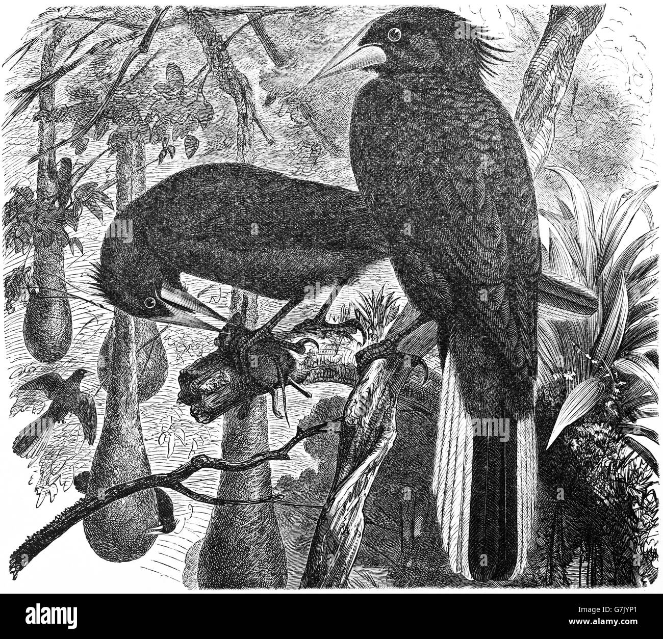 Crested oropendola, cornbird, Psarocolius decumanus, illustration from ...