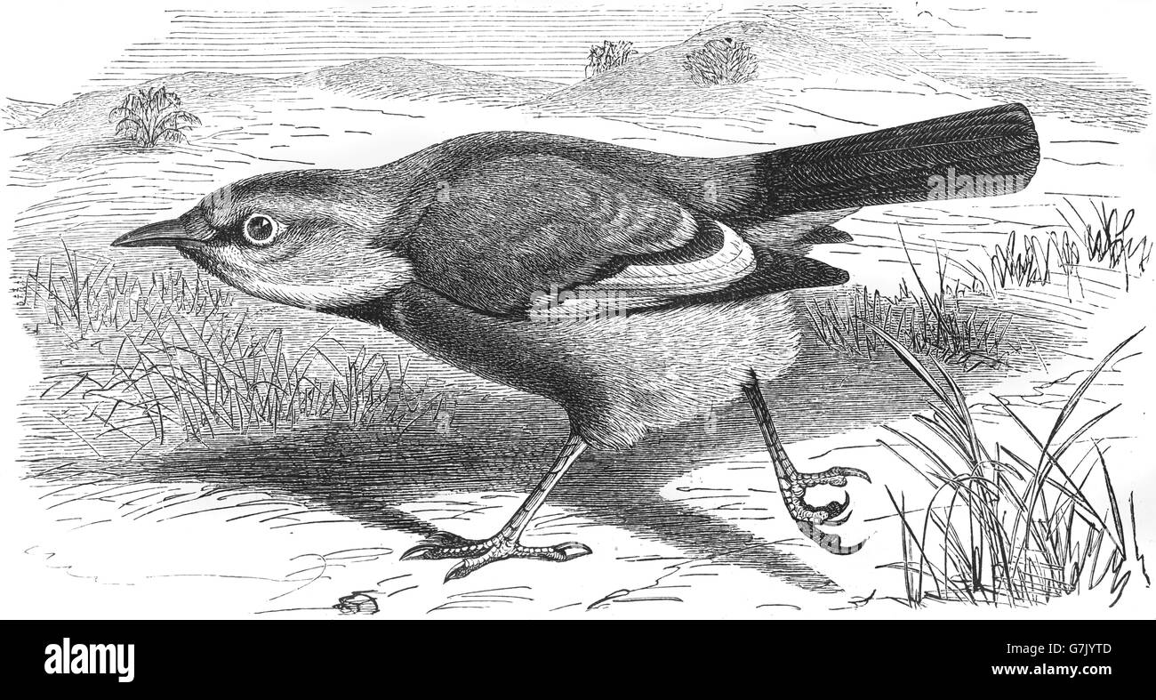 Ground jay Black and White Stock Photos & Images - Alamy