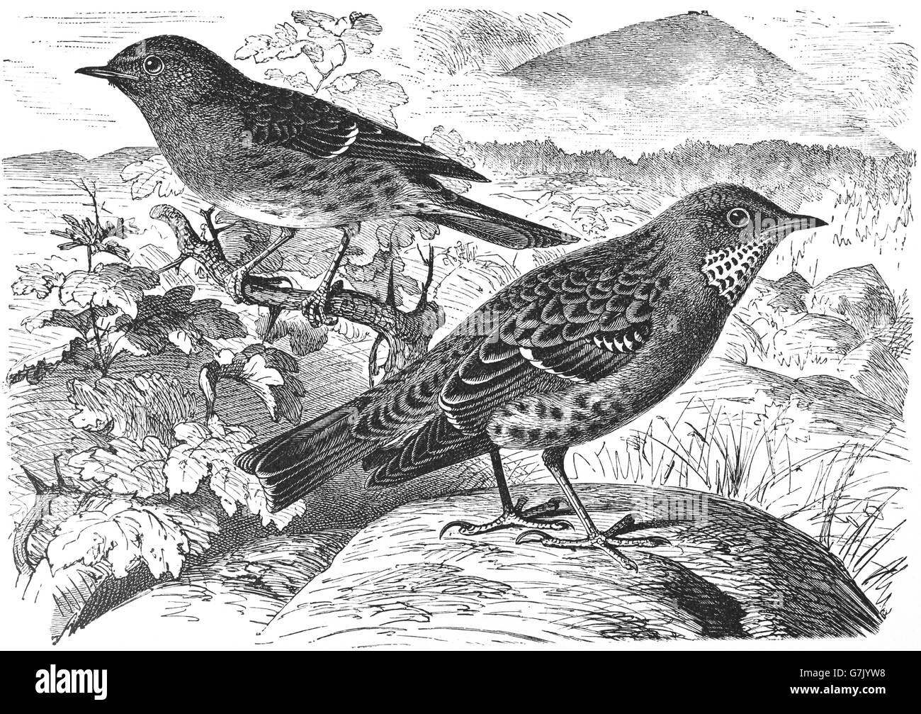Dunnock songbird Black and White Stock Photos & Images - Alamy