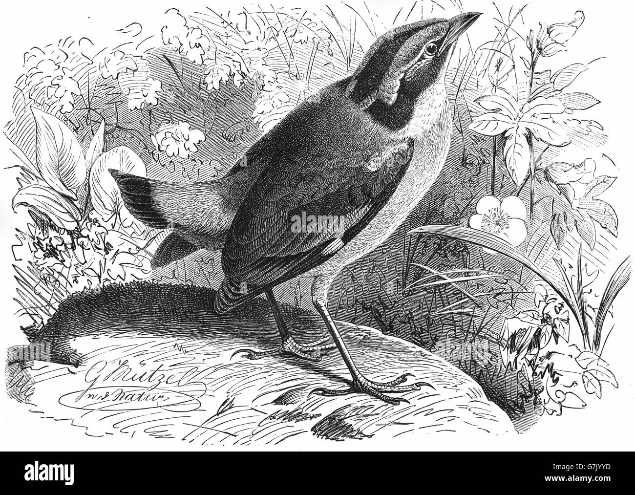 Pitta of asia Black and White Stock Photos & Images - Alamy