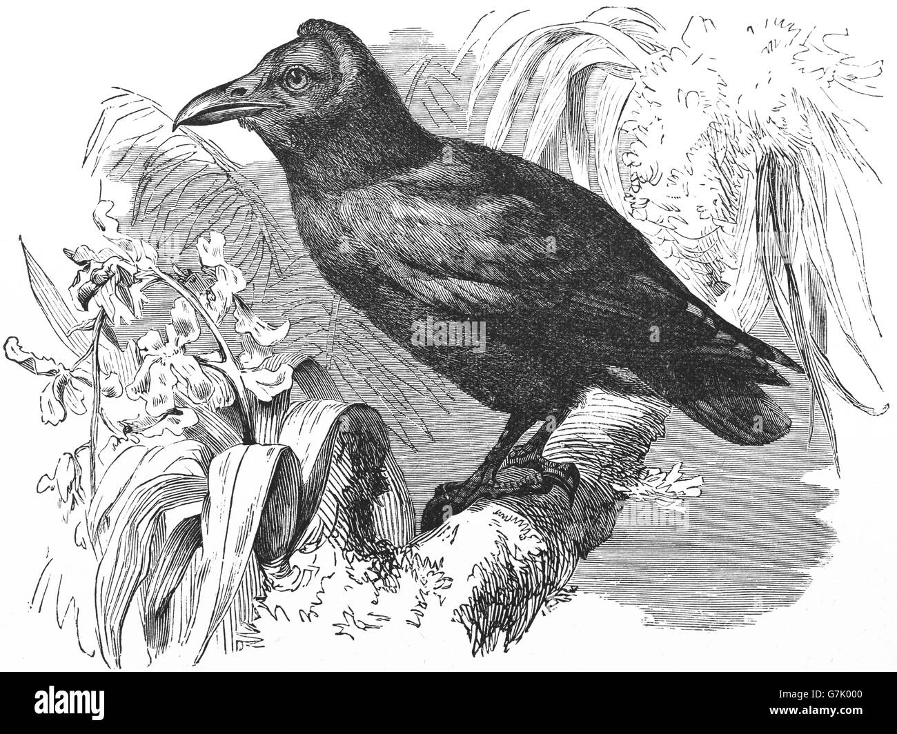 Capuchinbird, calfbird, Perissocephalus tricolor, illustration from ...