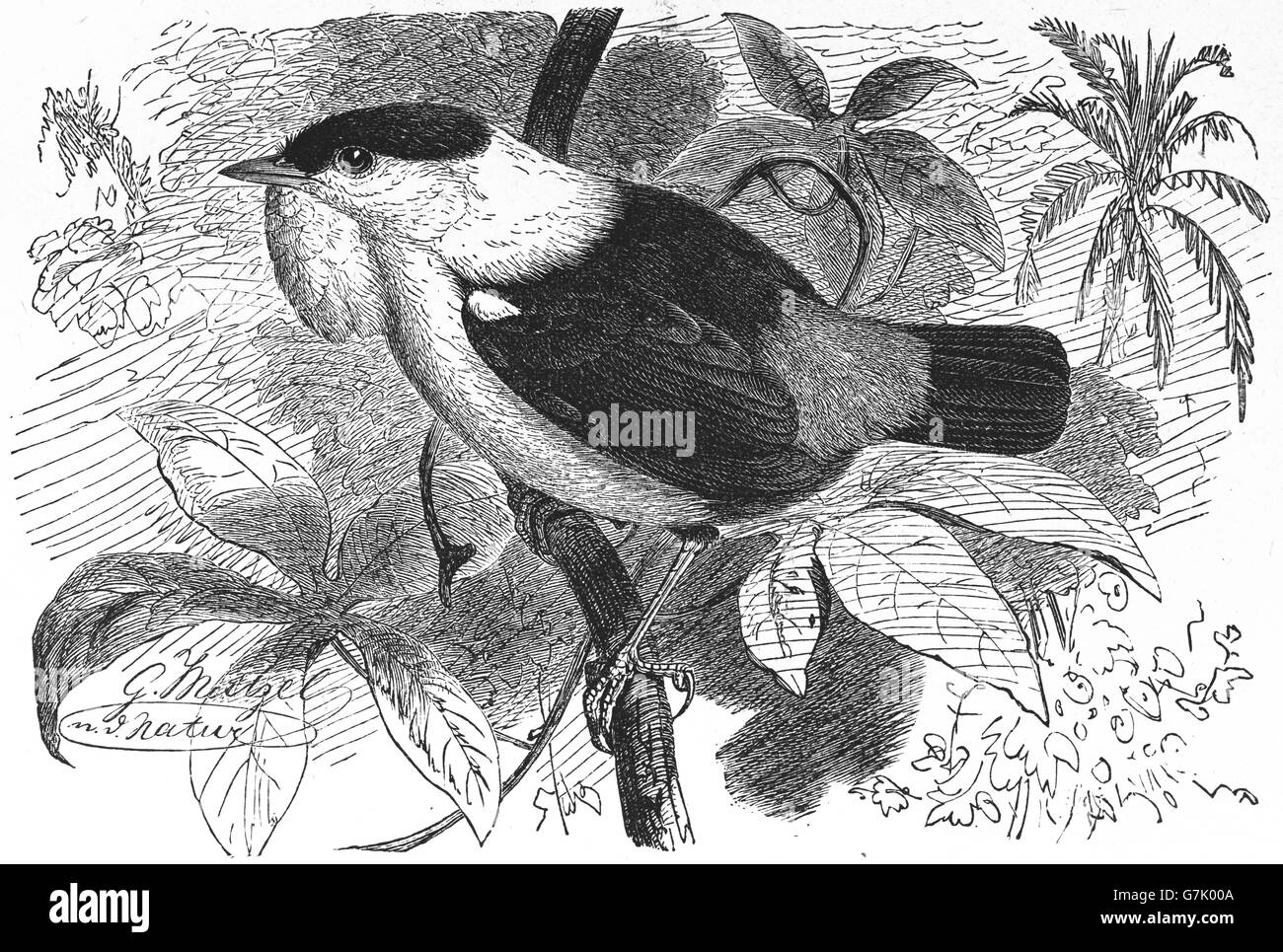 Birdmanakin hi-res stock photography and images - Alamy