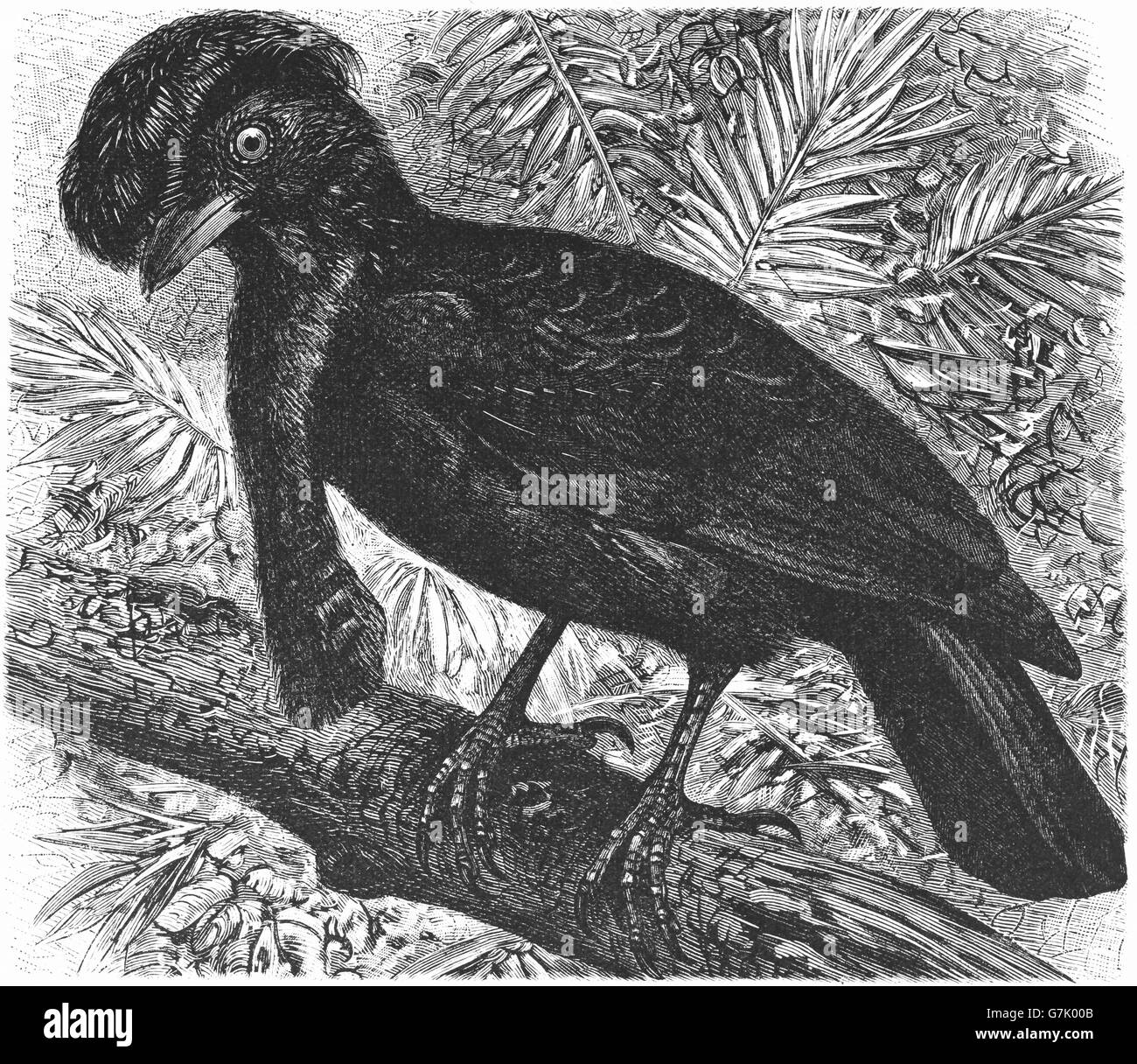 Amazonian umbrellabird, Cephalopterus ornatus, illustration from book ...